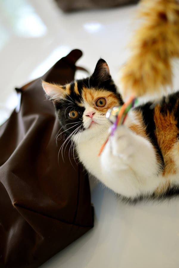 Cat panic stock image. Image of clothing, isolated, looking - 51949291