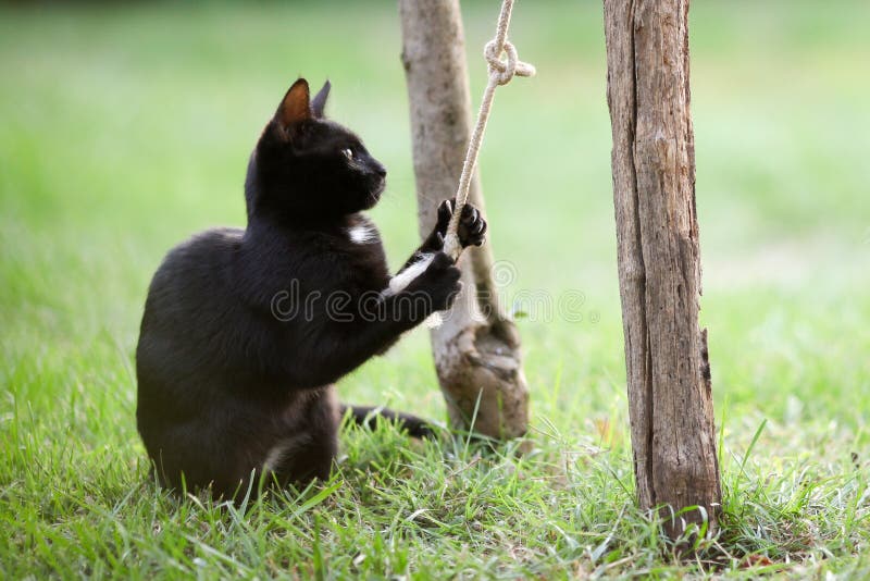 Cat play stock image. Image of napping, kitten, playing - 58252843
