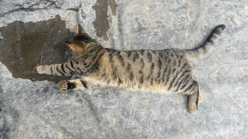 The Cat is Played in a Puddle Stock Photo - Image of playing, looking ...