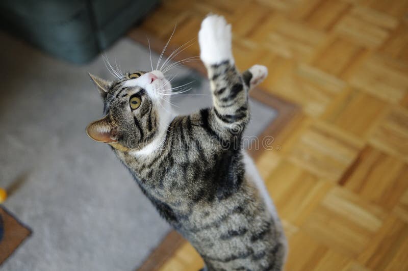 Cat playing stock image. Image of tabby, domestic, playing - 16432599