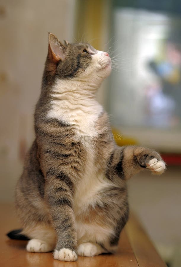 Cat playing stock photo. Image of active, feather, eyes - 38428368