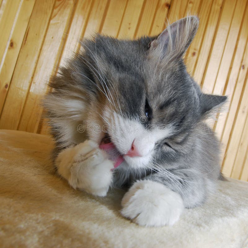 Cat playing stock image. Image of color, beggar, cute - 7217487