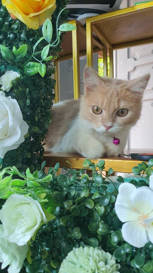 Cat Playing Around the Flowers Stock Photo - Image of rodent, flower ...