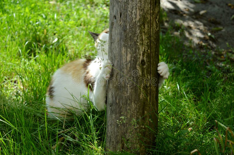 Cat is Playing Around Trees Stock Photo - Image of spring, playing ...