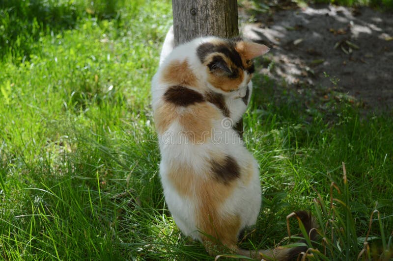 Cat is Playing Around Trees Stock Photo - Image of playing, trees ...