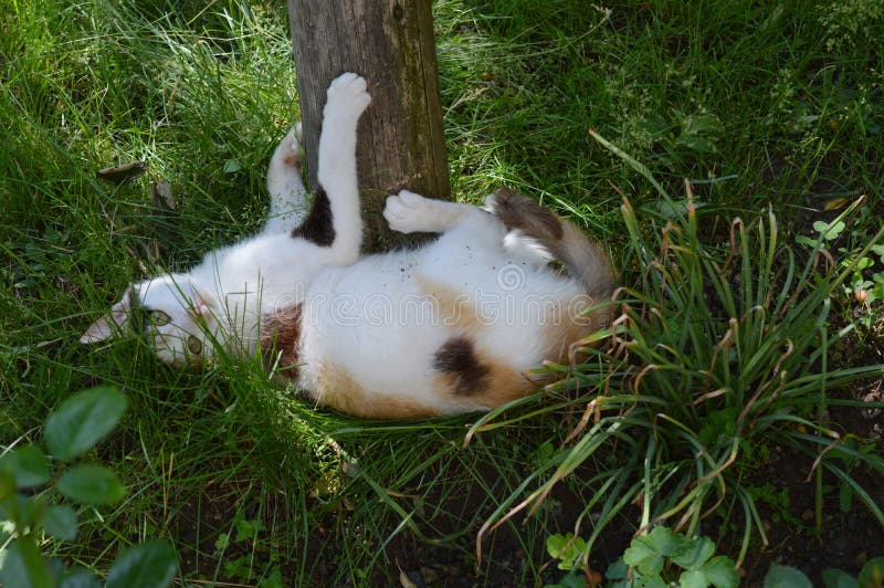 Cat is Playing Around Trees Stock Image - Image of wooden, mammal ...