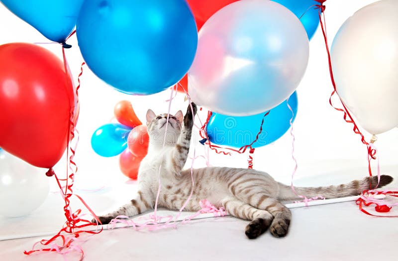 Cat playing with balloons. stock image. Image of decoration - 19387159