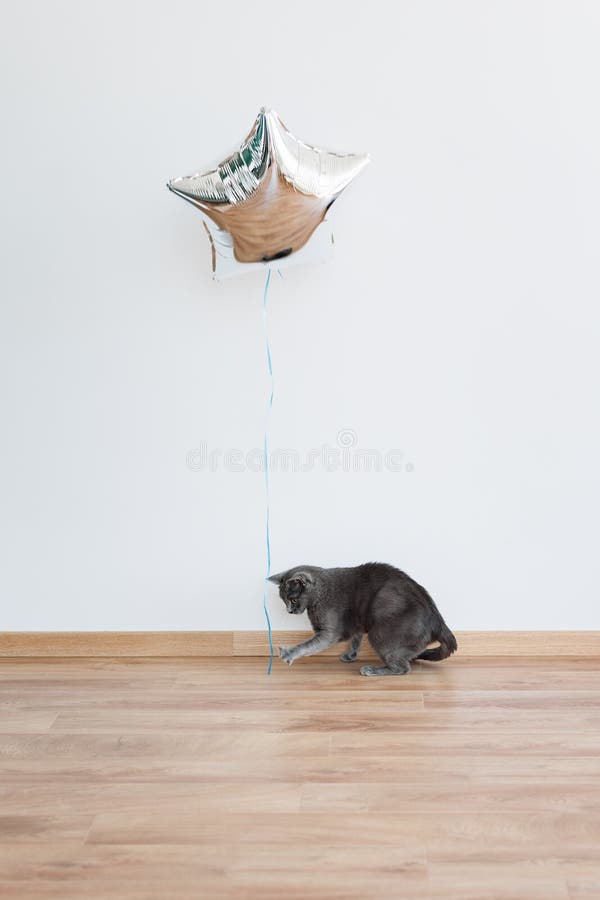 Cat Playing with Baloon Holding the Ribbon. Russian Blue Cat. Stock ...