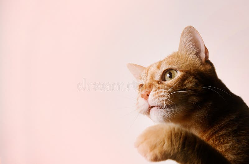 Cat Playing stock photo. Image of mammal, action, sweet - 77417362