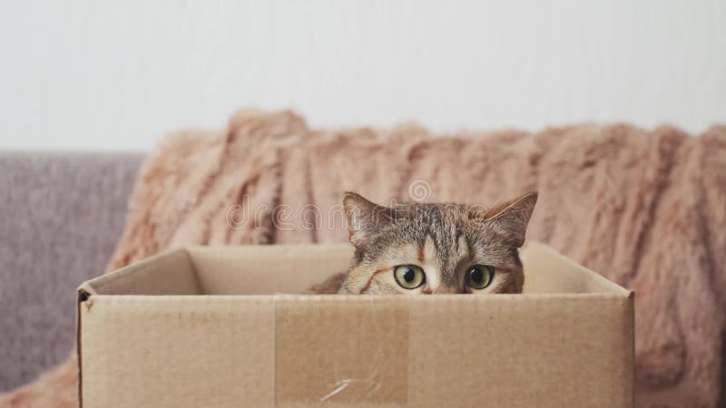 Cat with playing in a box. stock video. Video of delivery - 235746661