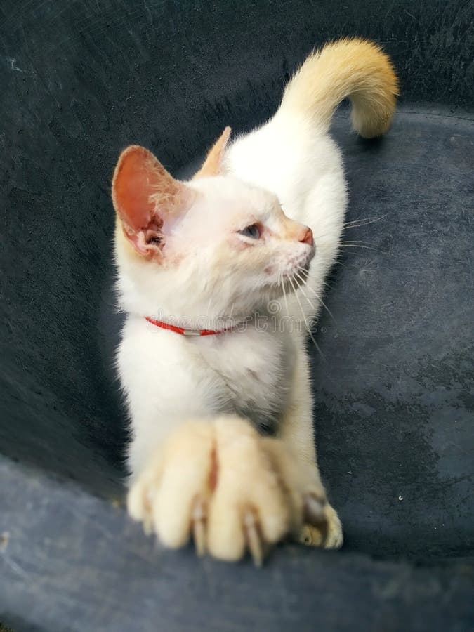 Cat playing in a bucket stock photo. Image of bucket - 261599868