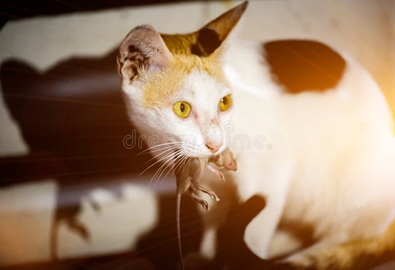 Cat Playing and Catch a Rat. Stock Photo - Image of baby, furry: 122443552