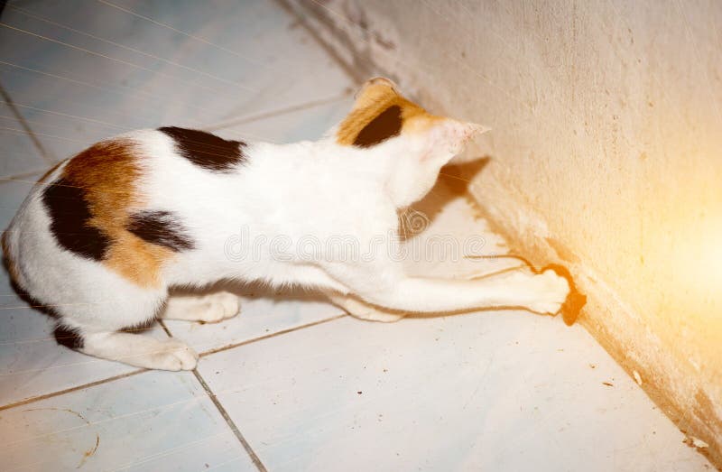 Cat Playing and Catch a Rat. Stock Image - Image of funny, little ...