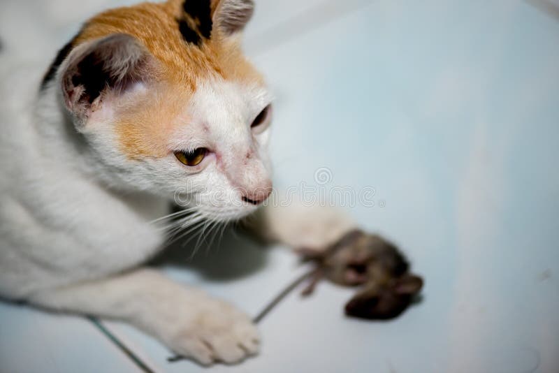 Cat Playing and Catch a Rat. Stock Photo - Image of pets, beautiful ...