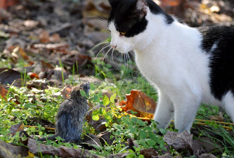 Cat is Playing with a Caught Rat Stock Photo - Image of wildlife ...