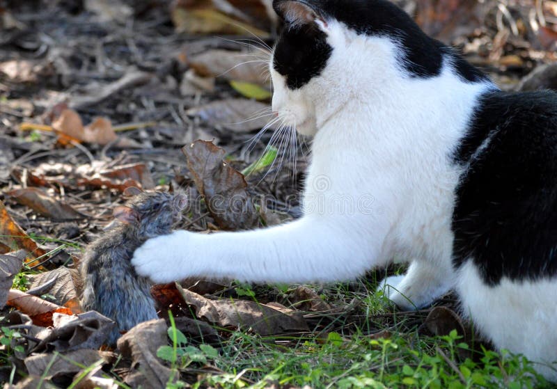 Cat is Playing with a Caught Rat Stock Image - Image of beak, carnivore ...