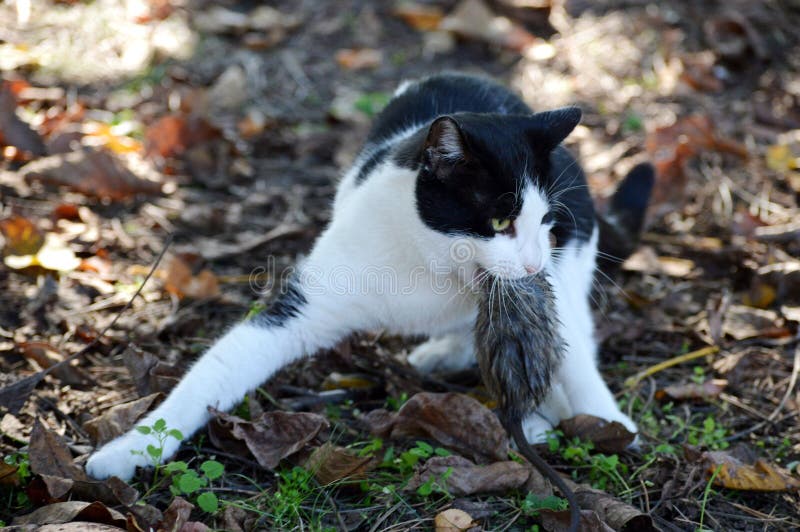 Cat is Playing with a Caught Rat Stock Image - Image of kitten, animal ...
