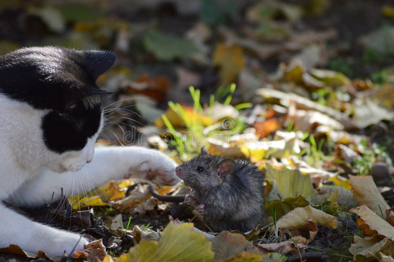 Cat is Playing with a Caught Rat Stock Photo - Image of yellow, grass ...