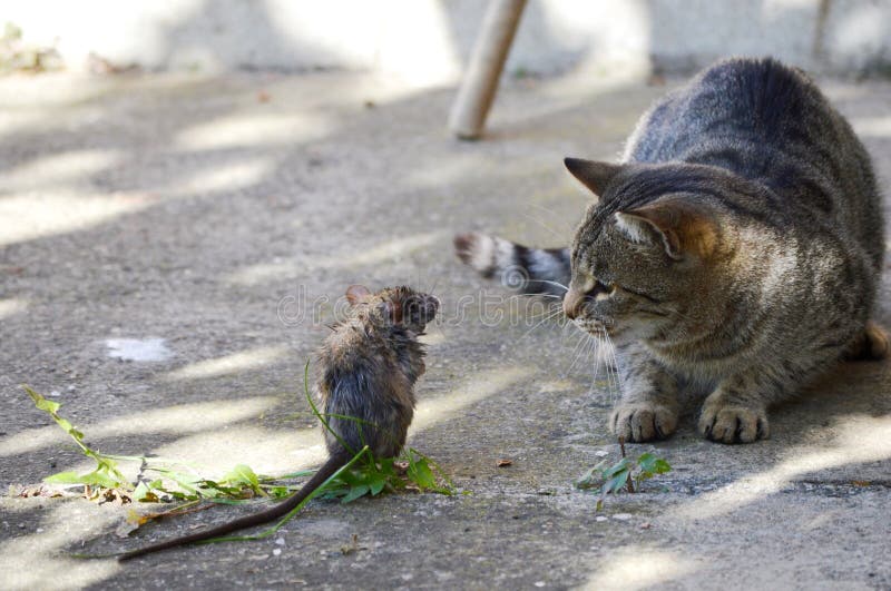 Cat is Playing with a Caught Rat Stock Image - Image of beak, caught ...
