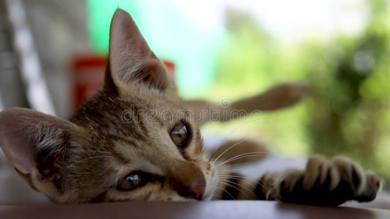 Cat Playing on the Chair and Sniffing the Camera Close Up View Stock ...