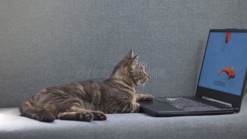Cat Playing Computer, Watching Movies, Looking at the Screen of a ...