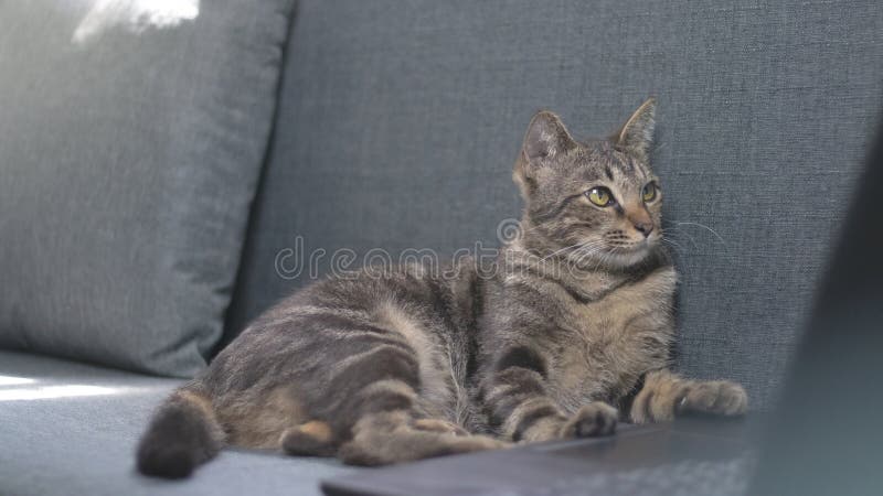Cat Playing Computer, Watching Movies, Looking at the Screen of a ...