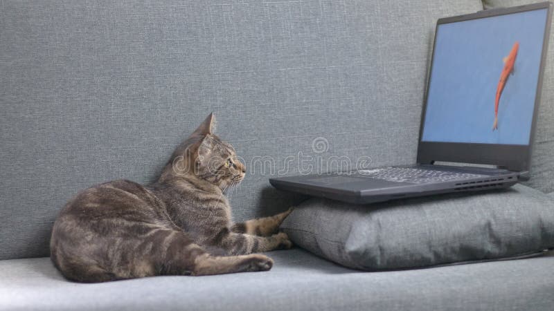 Cat Playing Computer, Watching Movies, Looking at the Screen of a ...