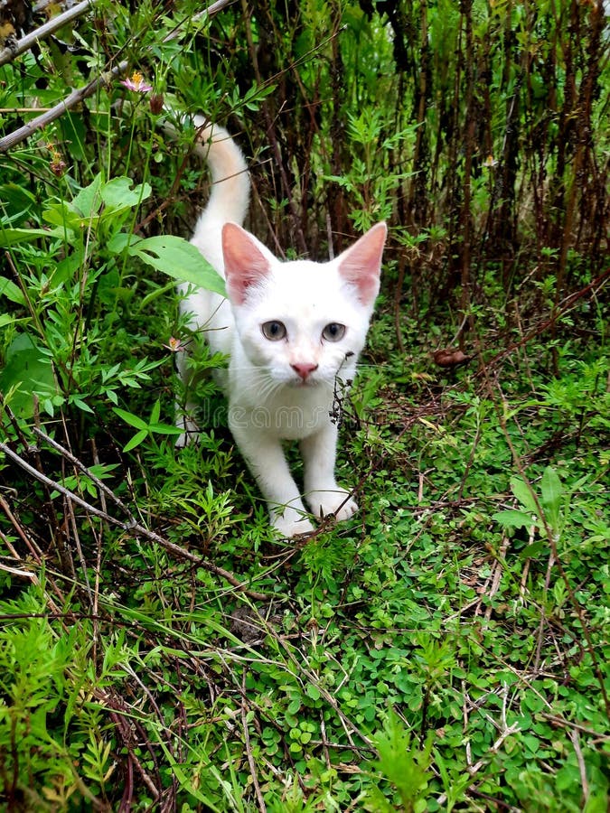 A Cat Playing in an Empty Field Full of Shrubs Stock Image - Image of ...