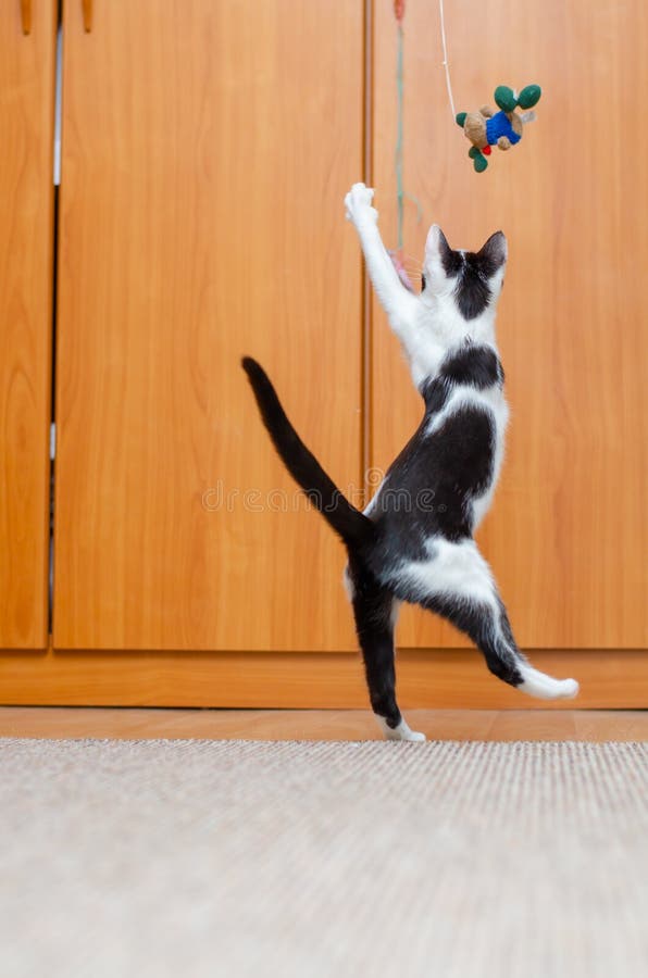 Cat Playing with Favorite Toy Stock Photo - Image of living, room ...
