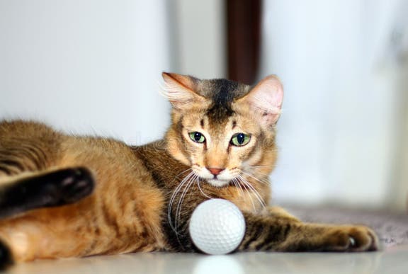474 Cat Golf Stock Photos - Free & Royalty-Free Stock Photos from ...