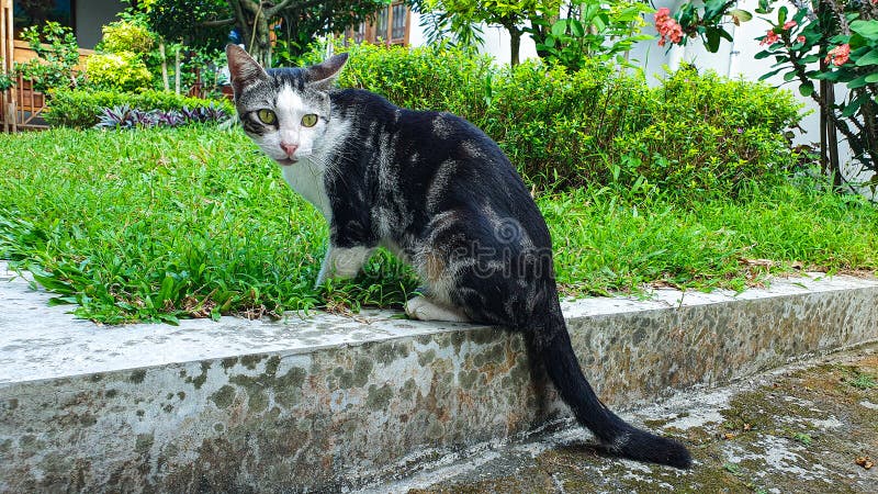 Cat playing on the grass stock photo. Image of brooding - 280757176