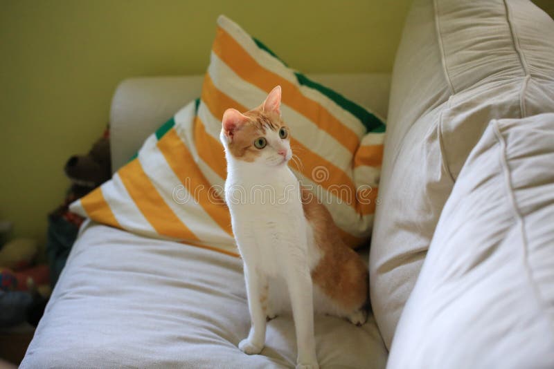 Cat Playing Have Fun on the Coach Stock Photo - Image of mammal, kitty ...