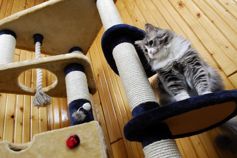 Cat Playing in a Huge Cat-house and Looking Down Stock Photo - Image of ...
