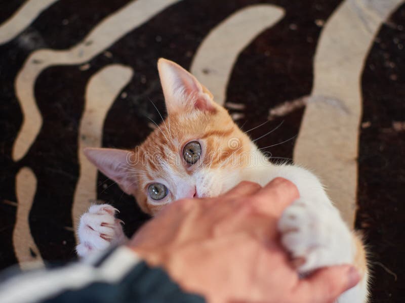 Cat Playing with Human Hand while Lying on Bed Stock Photo - Image of ...
