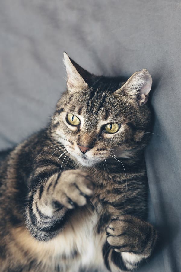 Cat Portrait, Cat Face Close-up Stock Photo - Image of light, furry ...