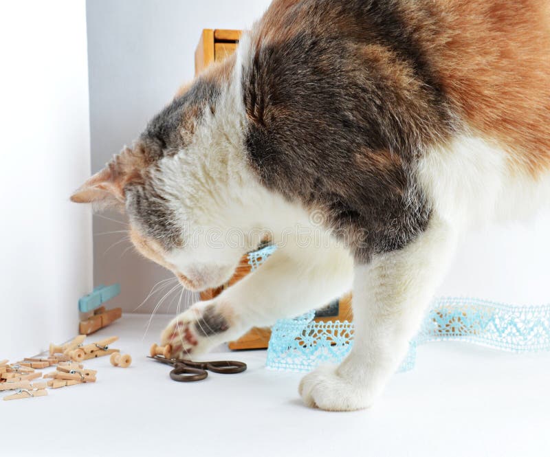 Cat Playing with a Little Spool Stock Image - Image of decoration ...