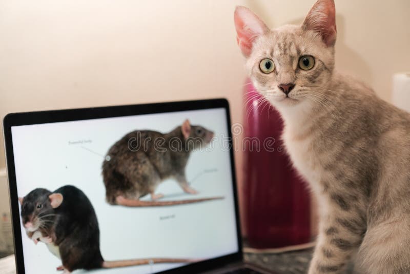 Cat Playing with Mouse in the Laptop Screen Stock Photo - Image of ...