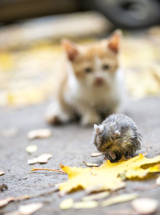 Cat playing with the mouse stock photo. Image of hungry - 83555076