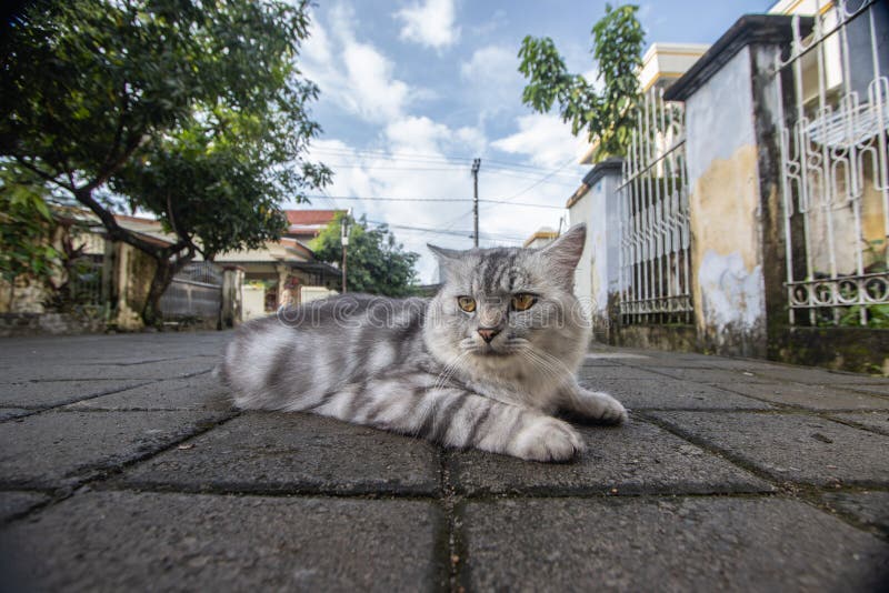 Cat playing outside stock image. Image of plant, kitten - 216290755