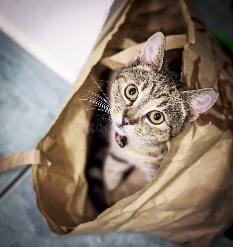 Cat playing in a paper bag stock image. Image of curious - 64214271