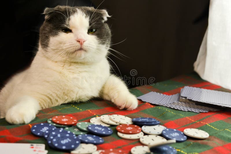 Cat playing poker stock image. Image of close, eared - 91191127