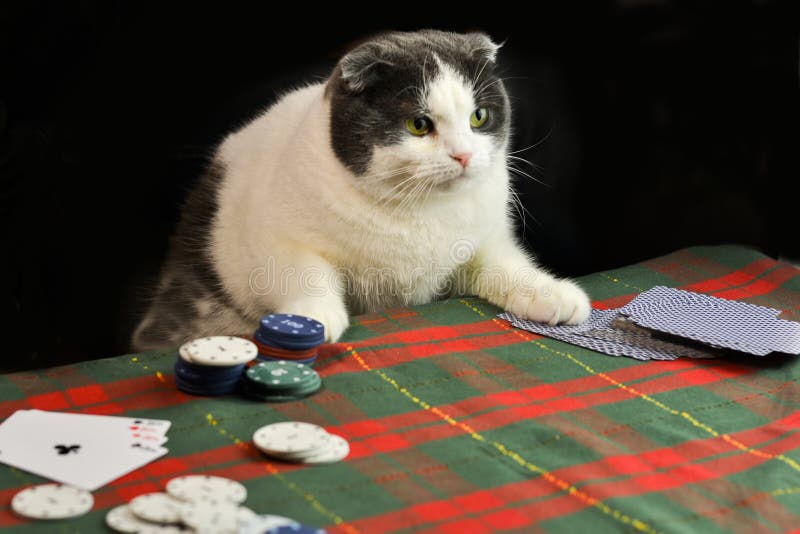 Cat playing poker stock image. Image of close, eared - 91191127