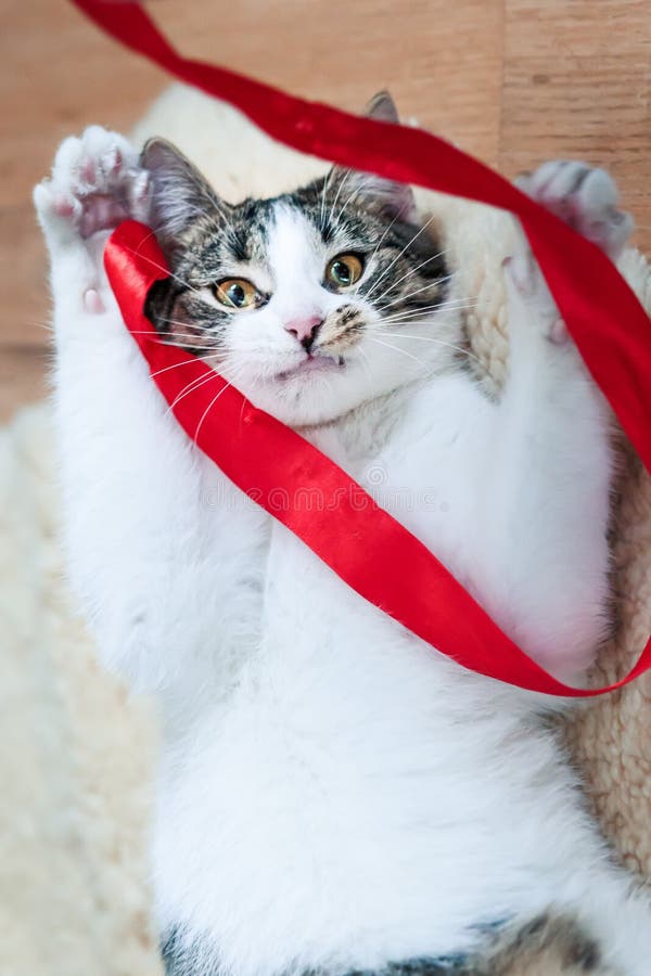 Cat playing with ribbon stock image. Image of pets, objects - 22465605