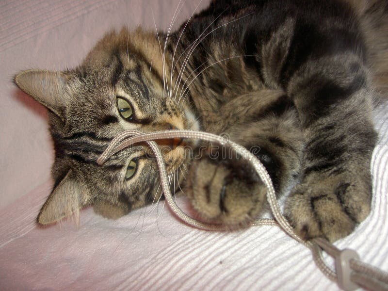 Cat stock photo. Image of attentive, look, mammal, closeup - 92232962