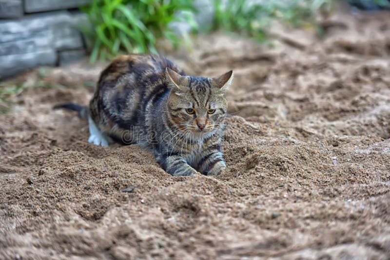 Cat playing in the sand stock image. Image of look, harlequin - 57691231