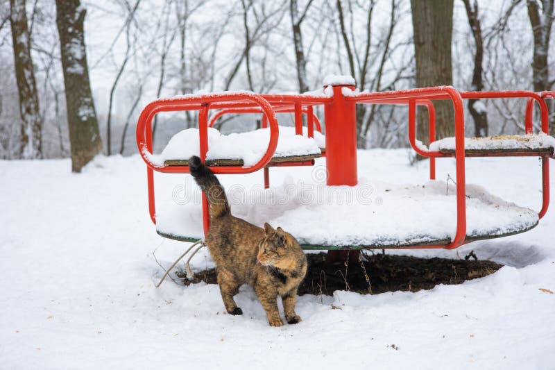 Cat Playing with Snow. Cat Walking Outdoors in Snow in Winter. Stock ...