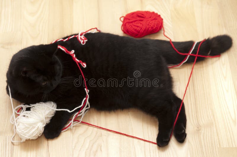 Cat Playing with Threads stock photo. Image of wool, kitten - 18205902