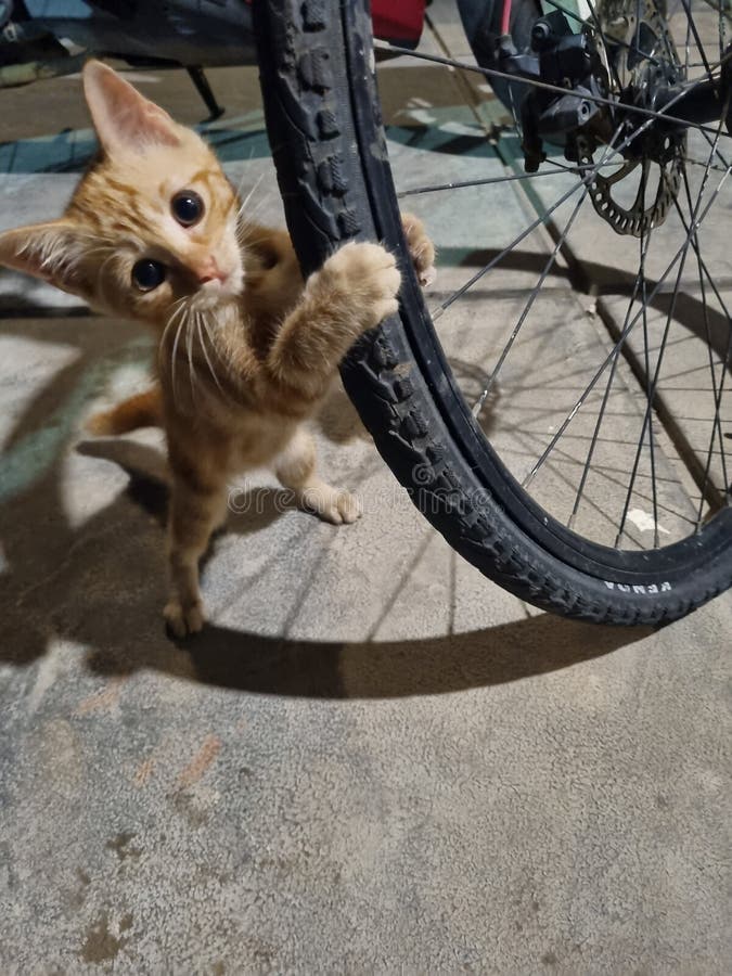Cat playing with tire stock image. Image of playing - 262244563