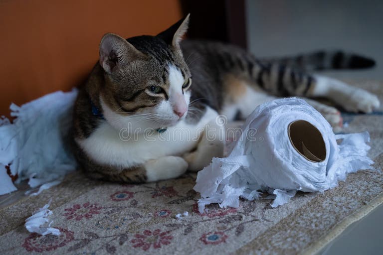 952 Thai Toilet Hidden Stock Photos - Free & Royalty-Free Stock Photos ...