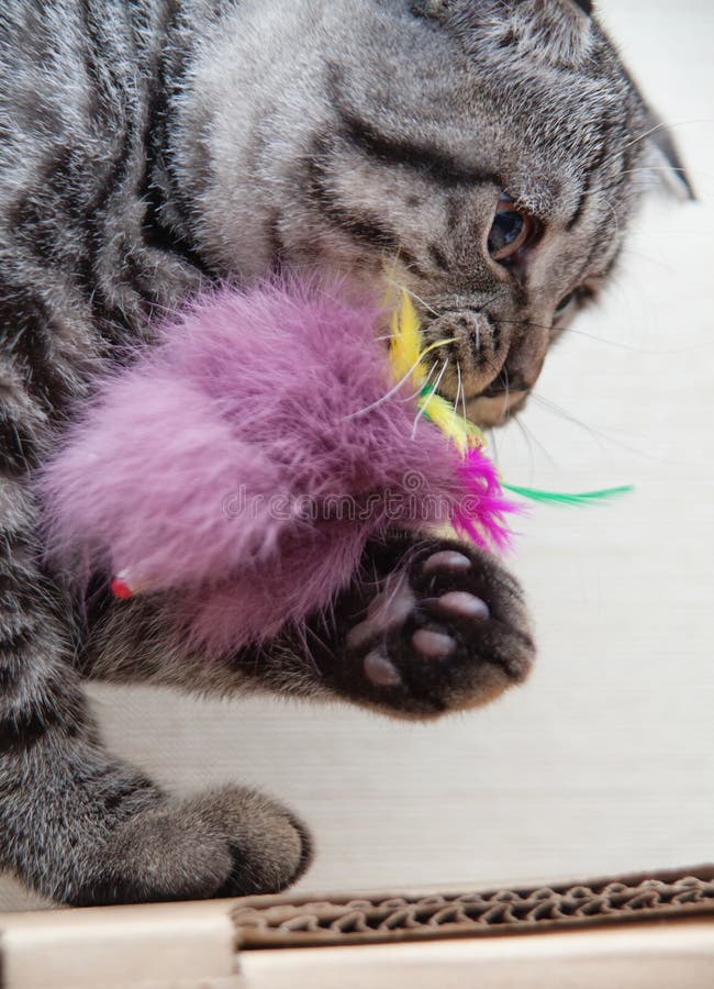 Cat playing with toy stock image. Image of pets, purple - 26280563